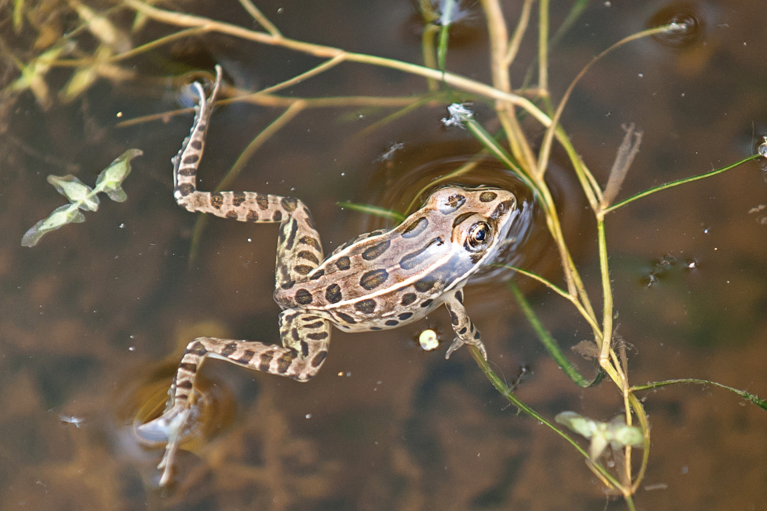 Pond/Wetland/Frog Meadow - Friends of Greenview and Pioneer Nature Area