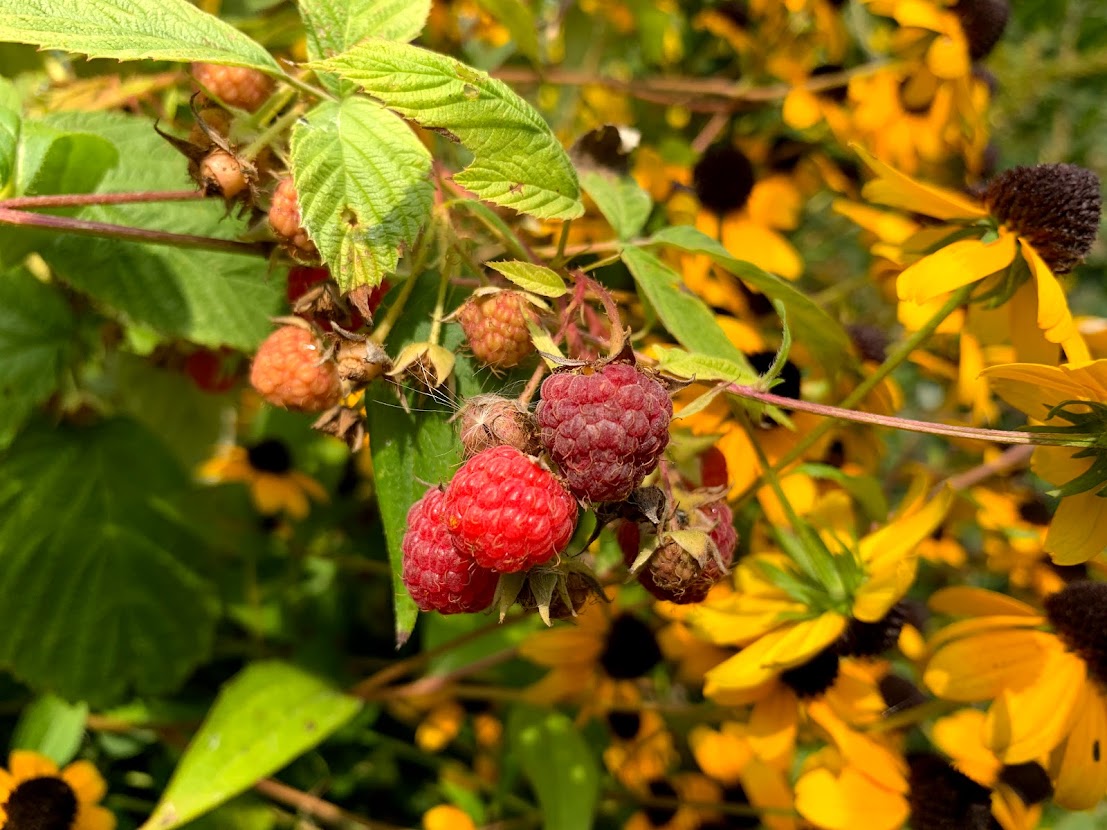 raspberry-1 - Friends of Greenview and Pioneer Nature Area